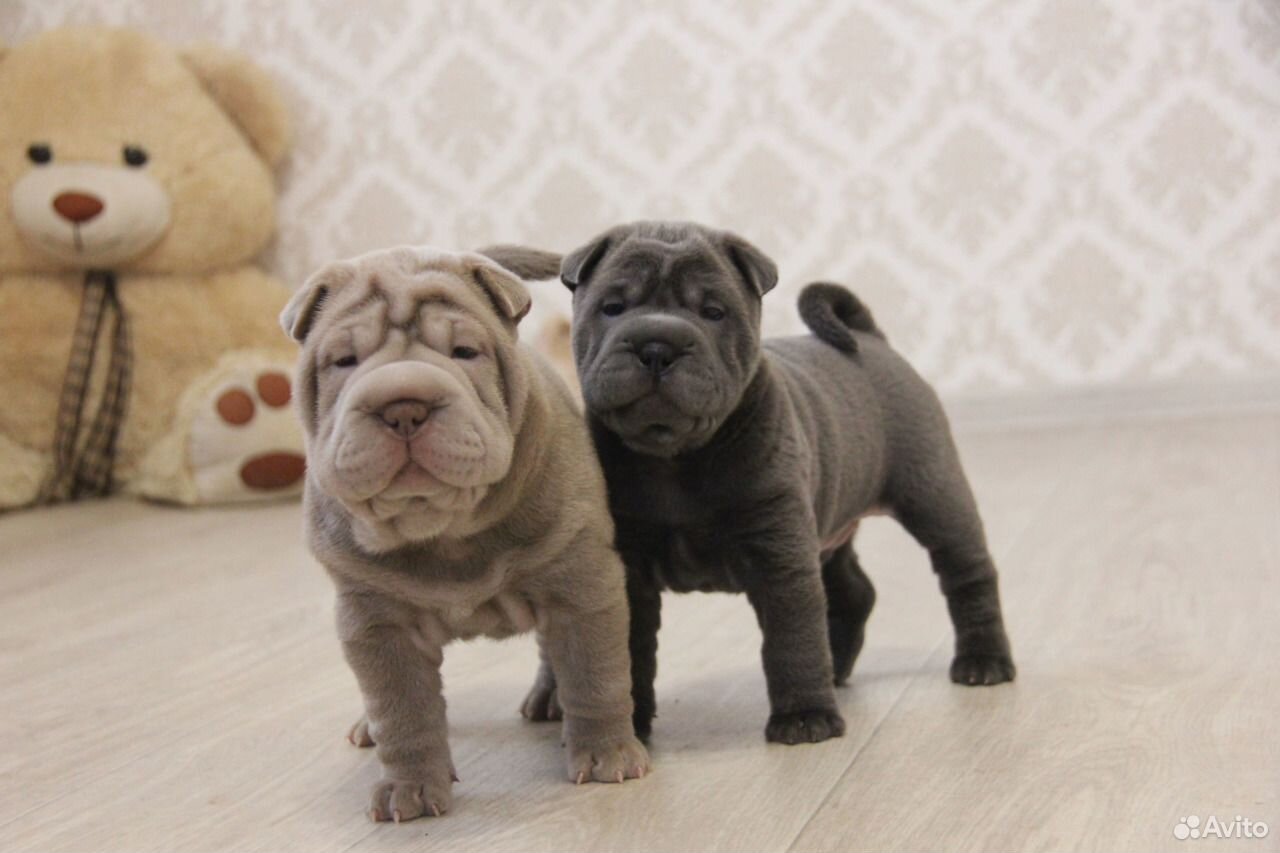 Складчатое Чудо