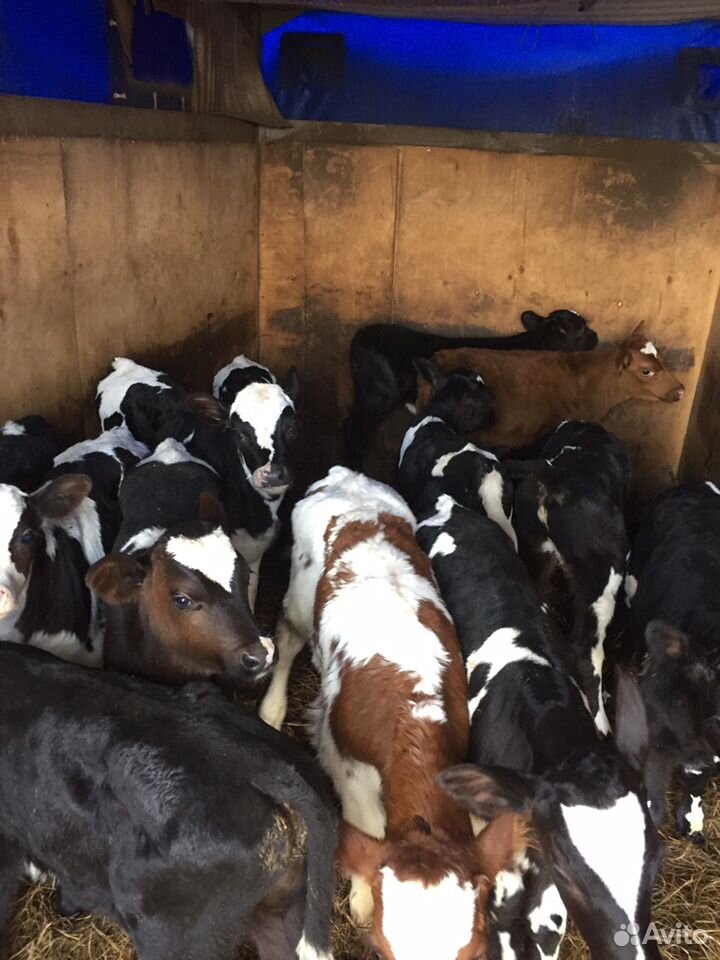 Бычки в наличии