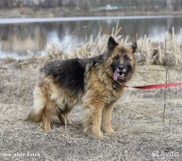 Немецкая овчарка Цея