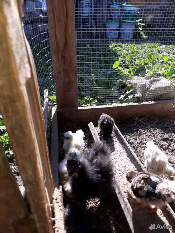 Китайские шелковые куры