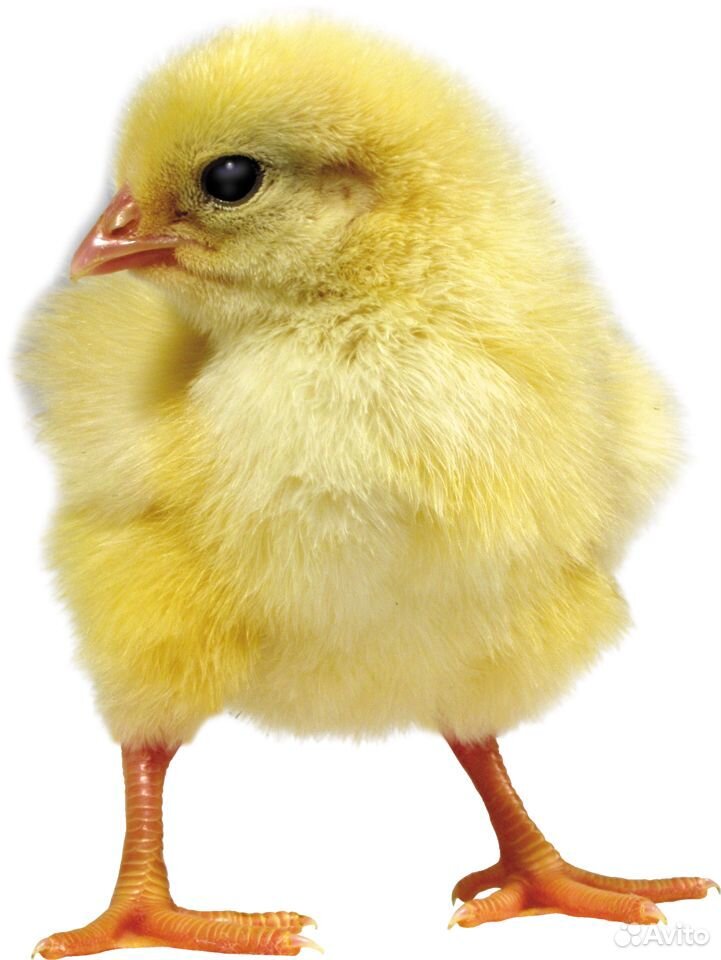 Реализуем цыплят с доставкой в Белогорске