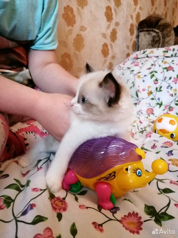 Чудо куклы рэгдолл