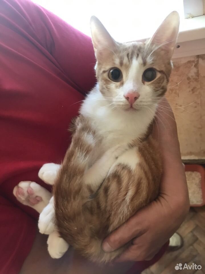 Пятеро котеек тщут дом