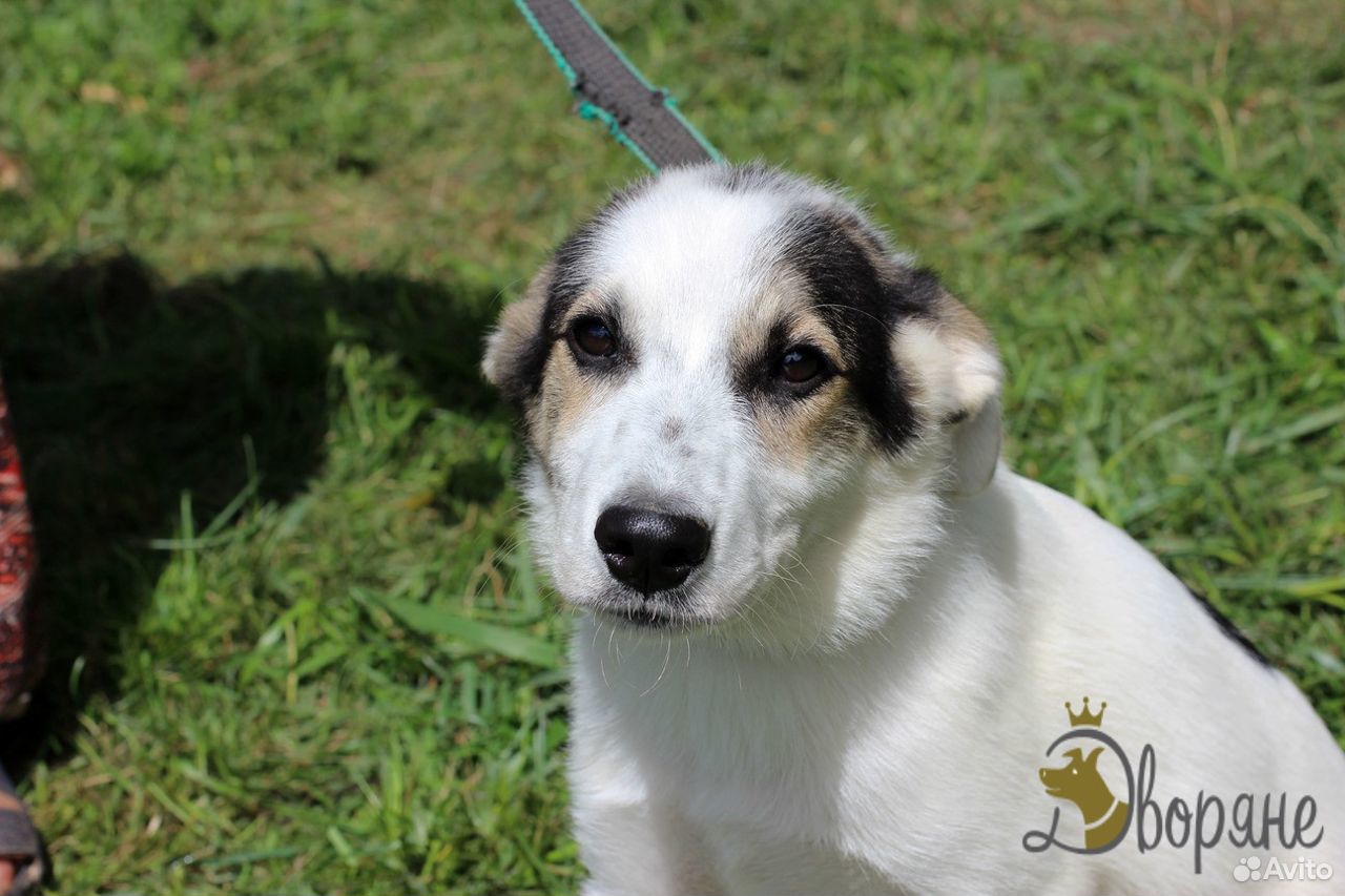 Скромняга Бертранд щенок в дар