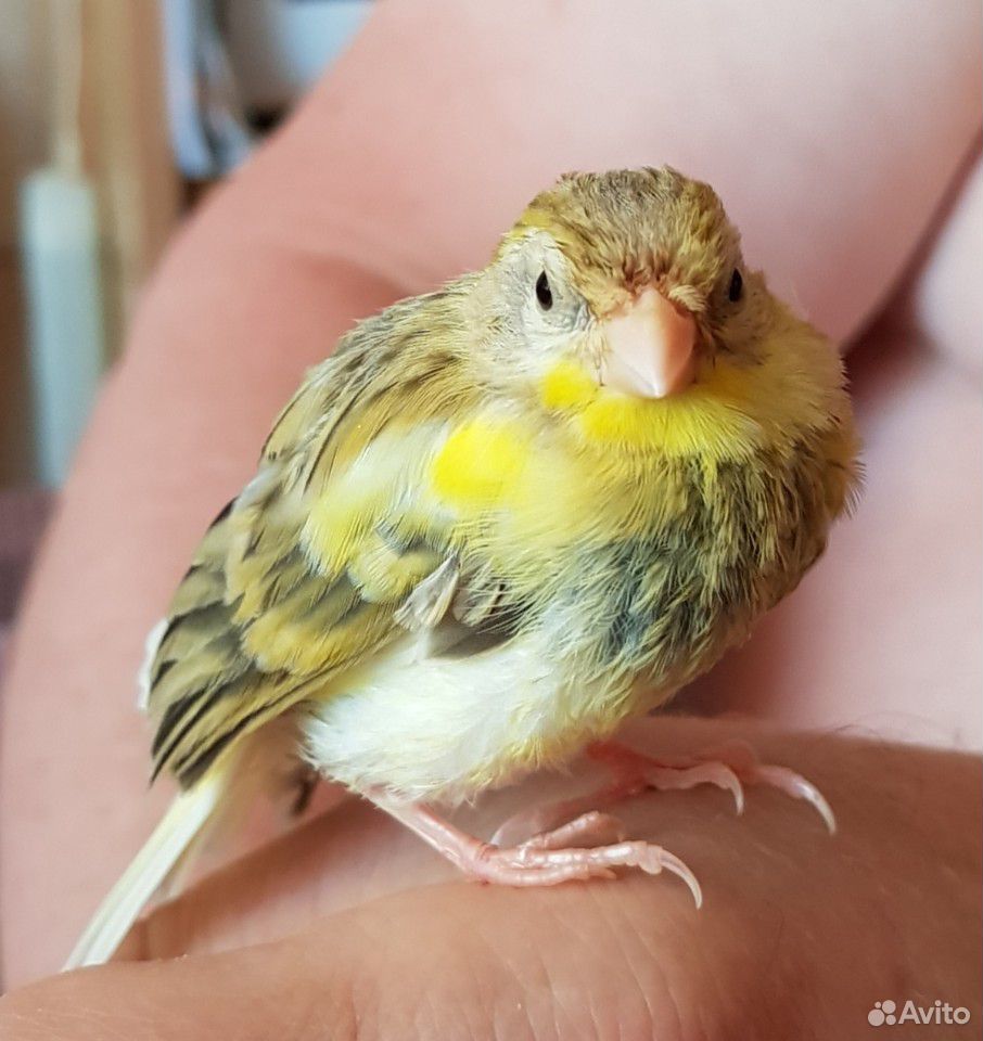 Канарейки птенцы