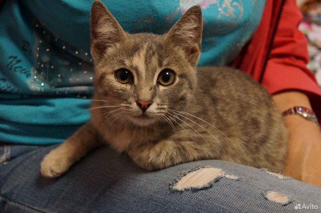 Милый котенок ищет дом