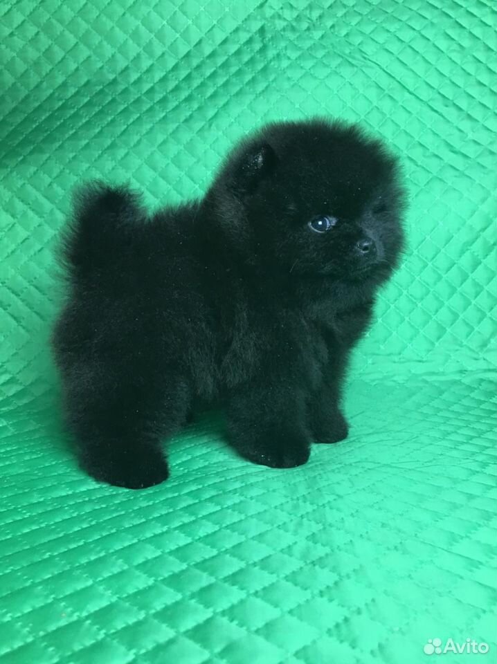 Чёрная Девочка мишка