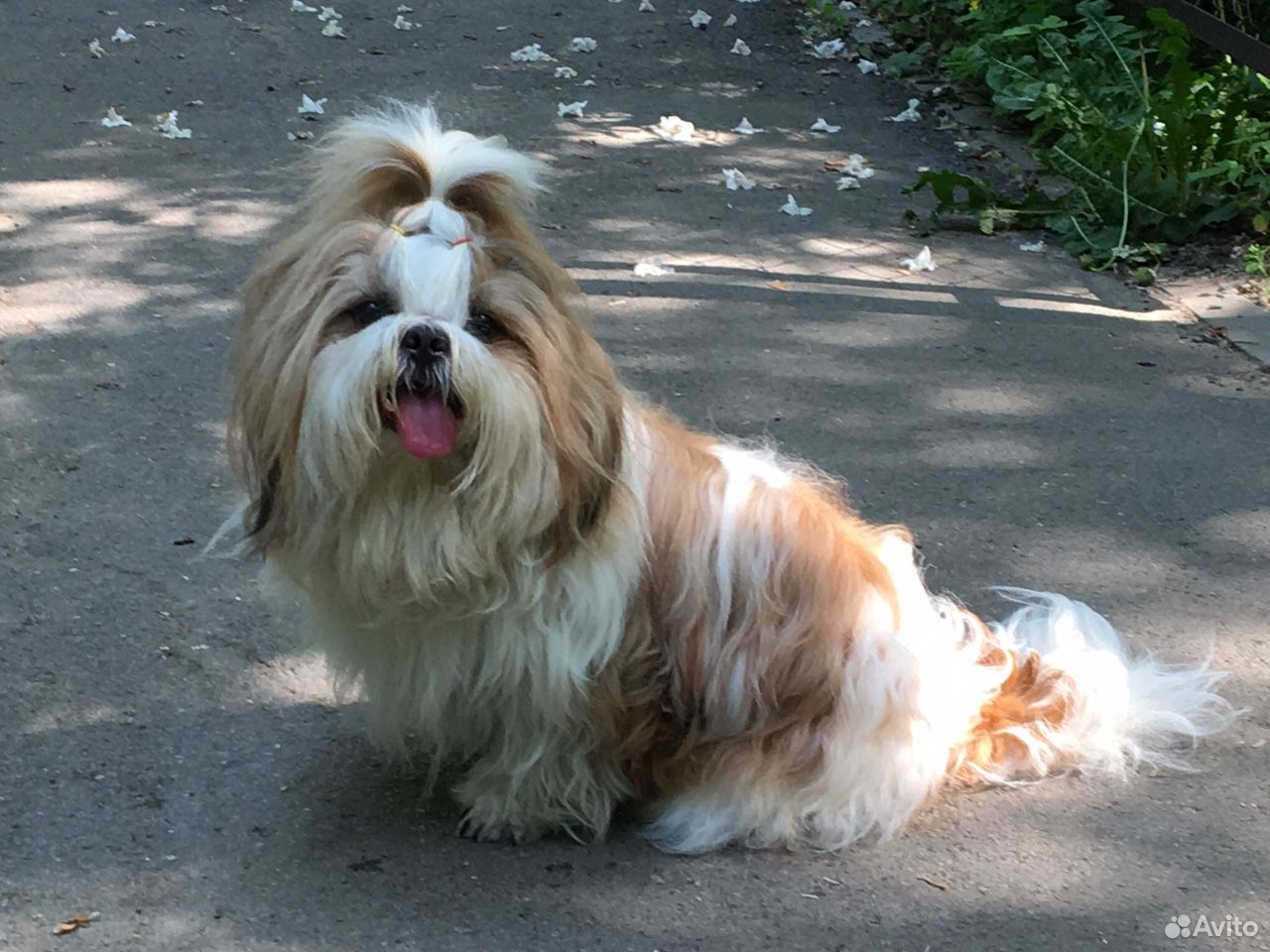 Вязка ши-тцу