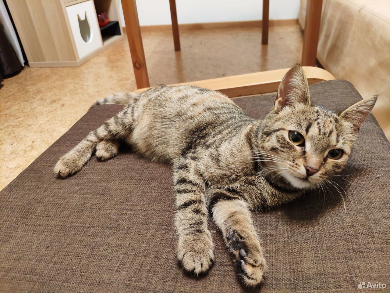 Ласковая котодевочка ищет дом
