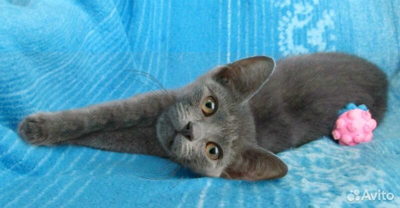 Голубая жемчужина - маленькое сокровище, 9 мес