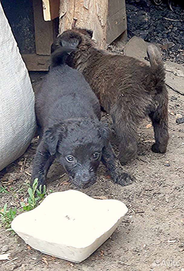 Отдам небольших щенков