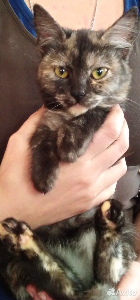 Пестрая кошечка