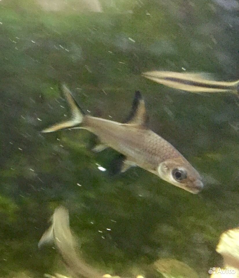 Акулий бала 2шт