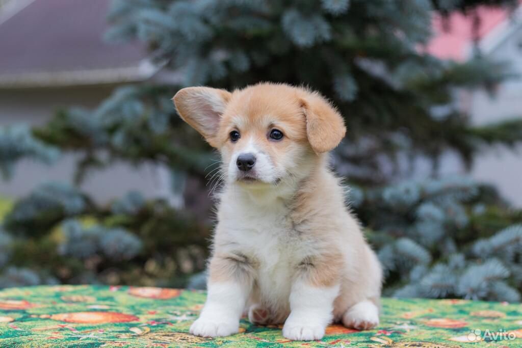 Вельш Корги пемброк