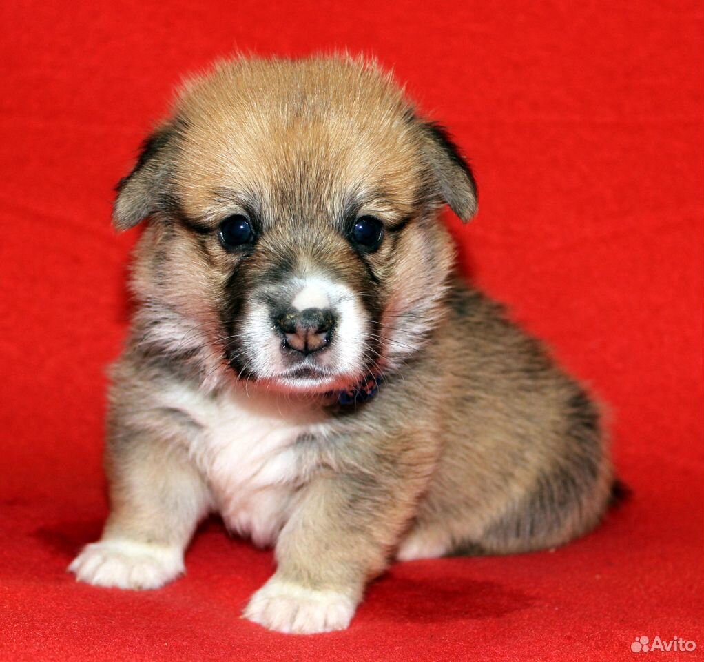 Вельш корги пемброк Подарочки на Праздники