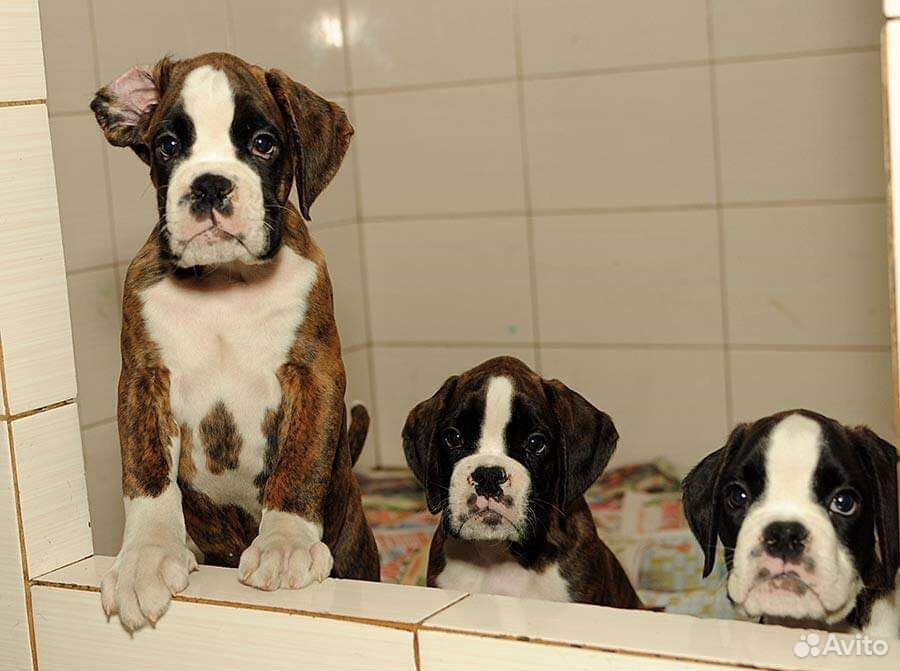 Необыкновенная Чудо