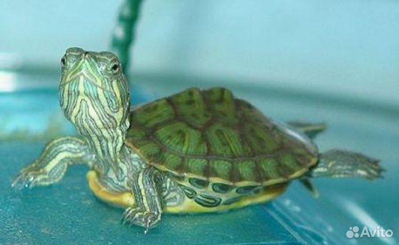 Черепашки (водяные) и все для них