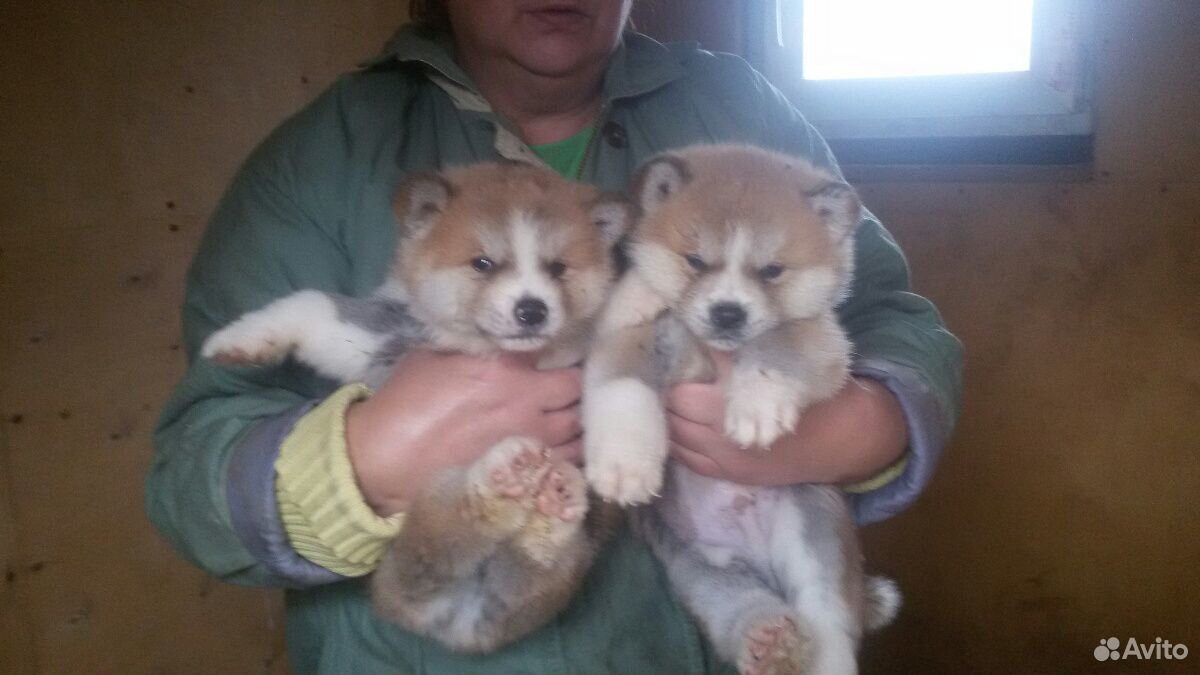 Щенки разных пород