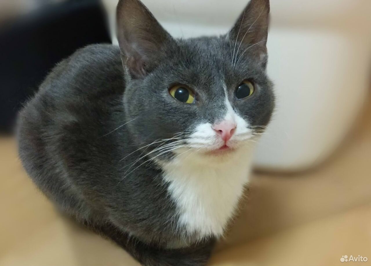 Котенок (молодой котик)