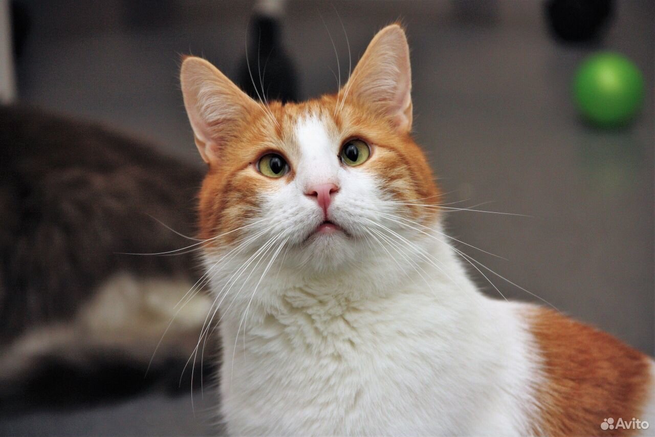 Котик Дюшес ищет Дом