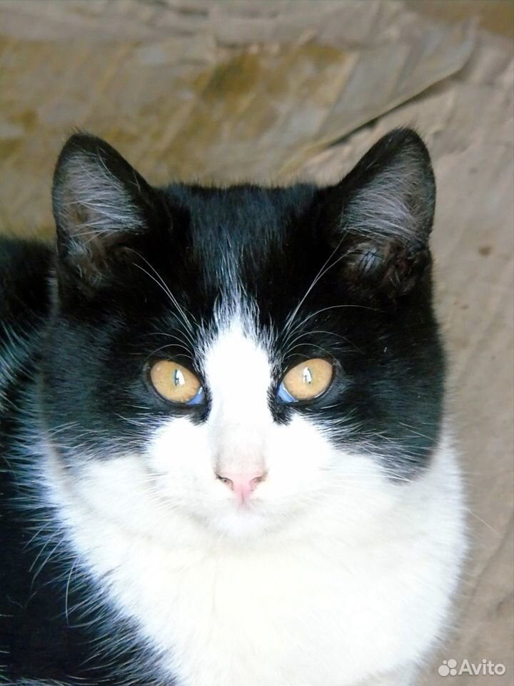 Красавчик в хорошие руки