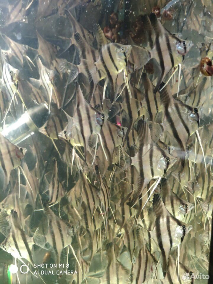 Скалярии Альтум перуанский Рио Нанай