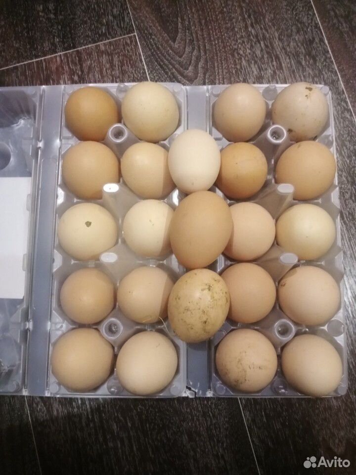 Инкубационное яйцо