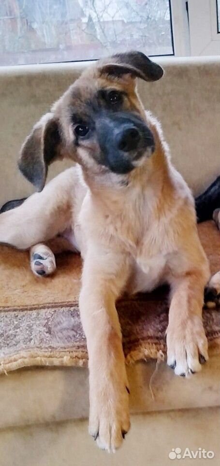 Щенок (девочка. 8 месяцев) в дар, в добрые руки