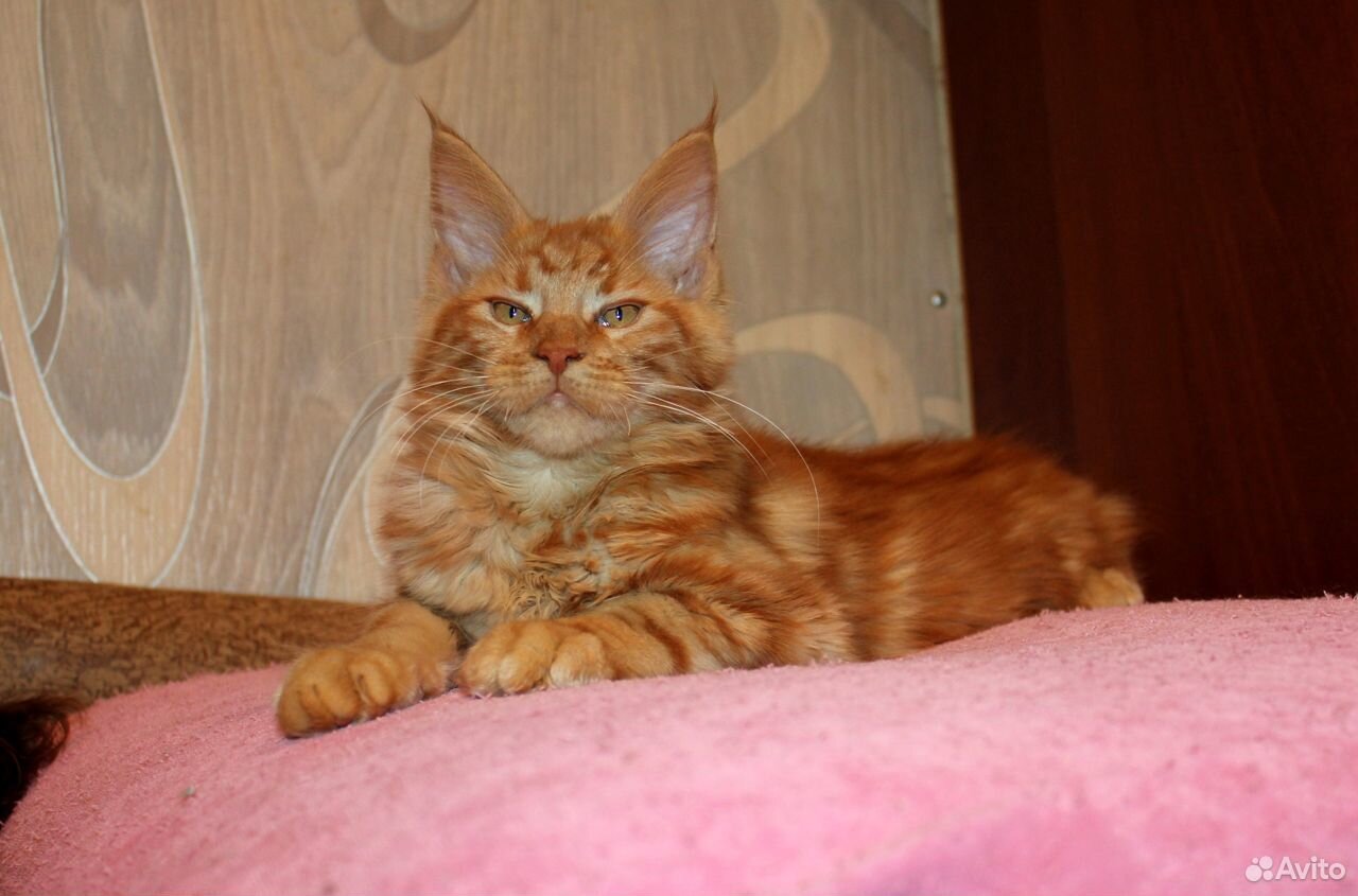Кот Доминик