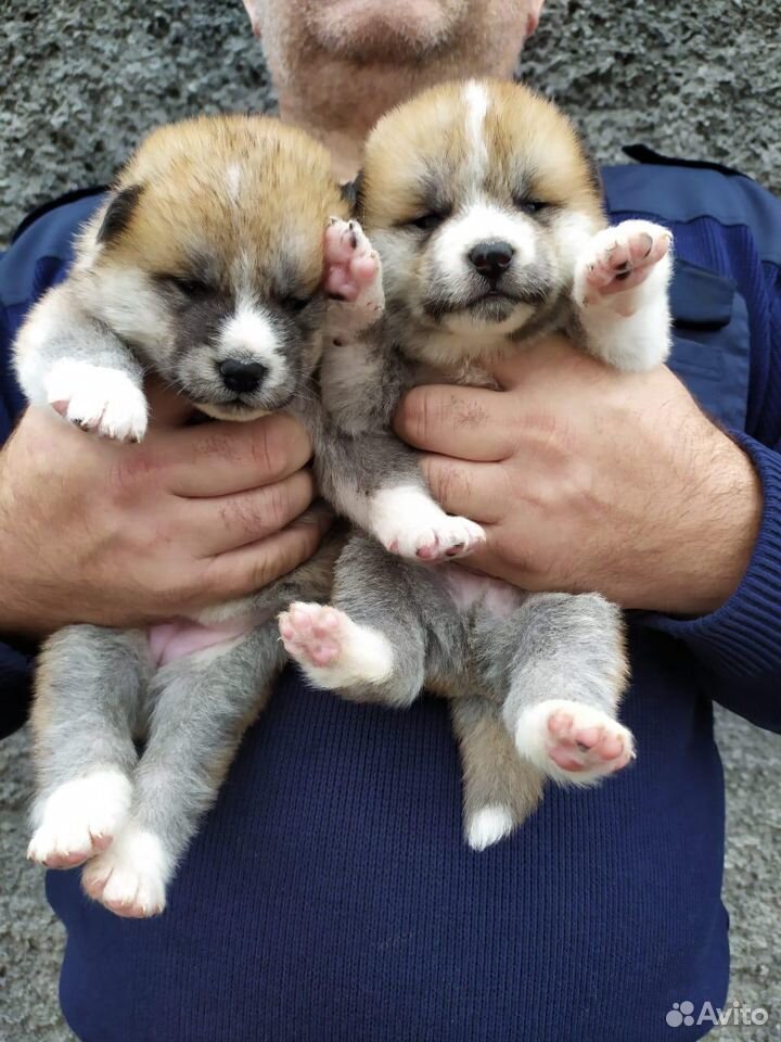 Вязка акита-ину кобель