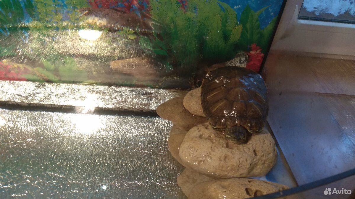 Черепаха красноухая с аквариумом и фильтром