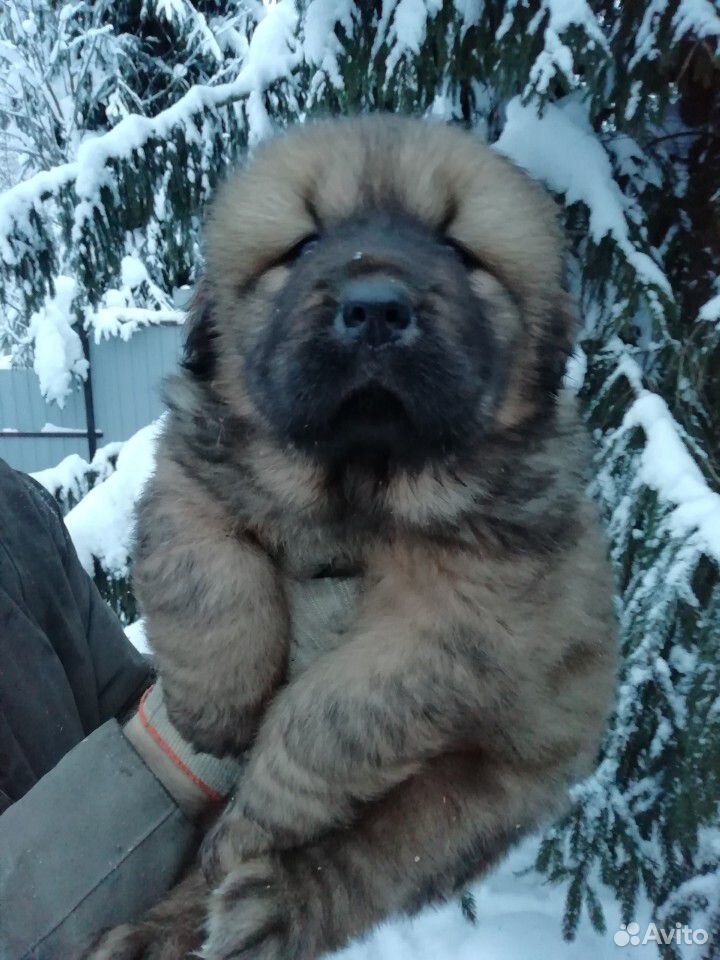 Тибетский мастиф