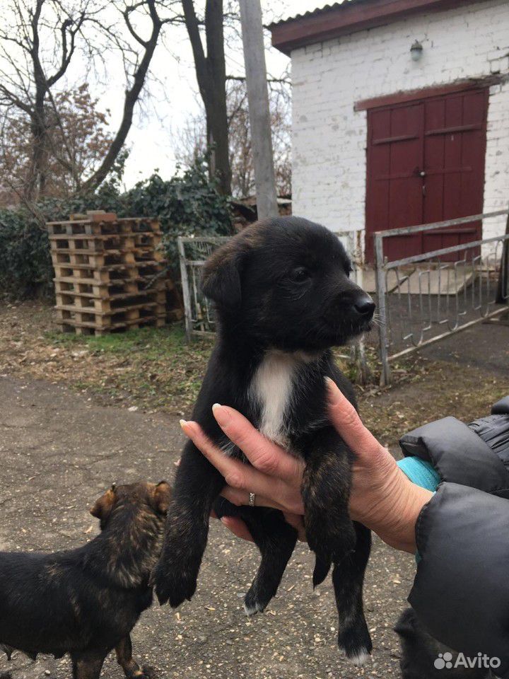 Щенок девочка ищет дом