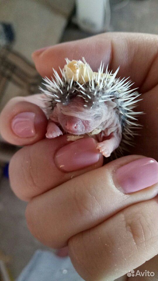 Милейшие дружелюбные ежата