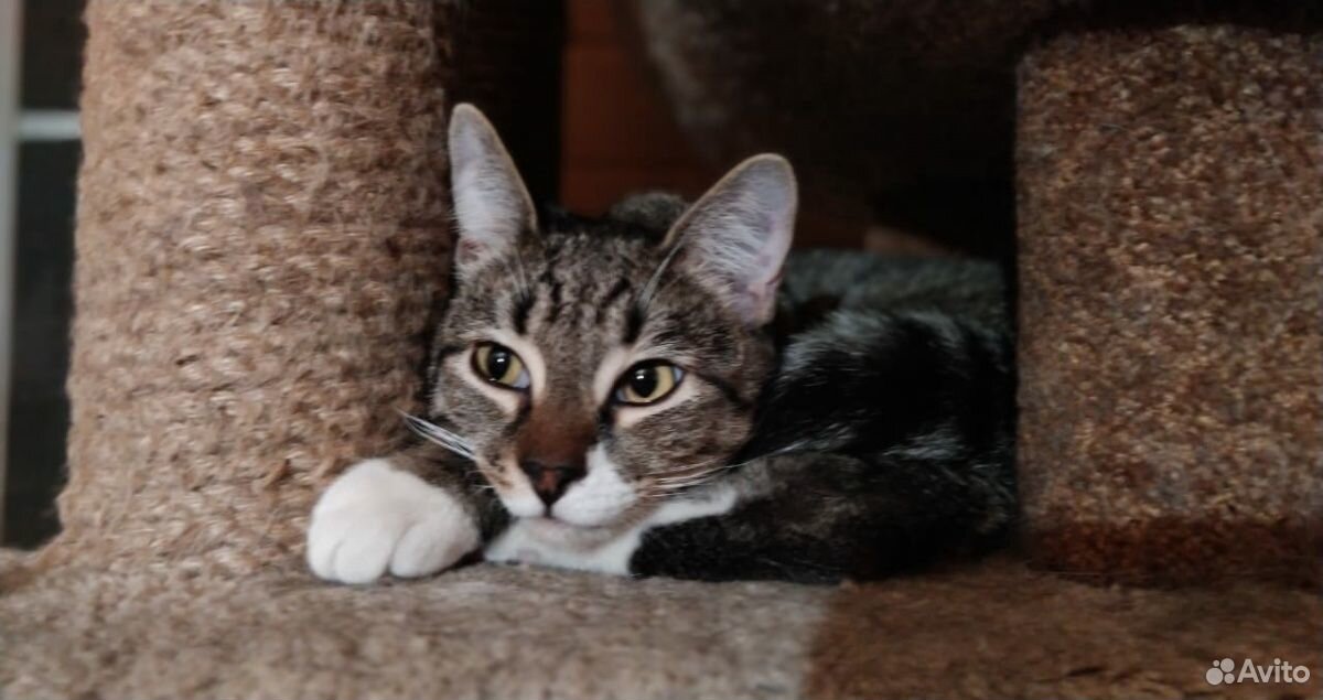 Котик Сержик ищет дом