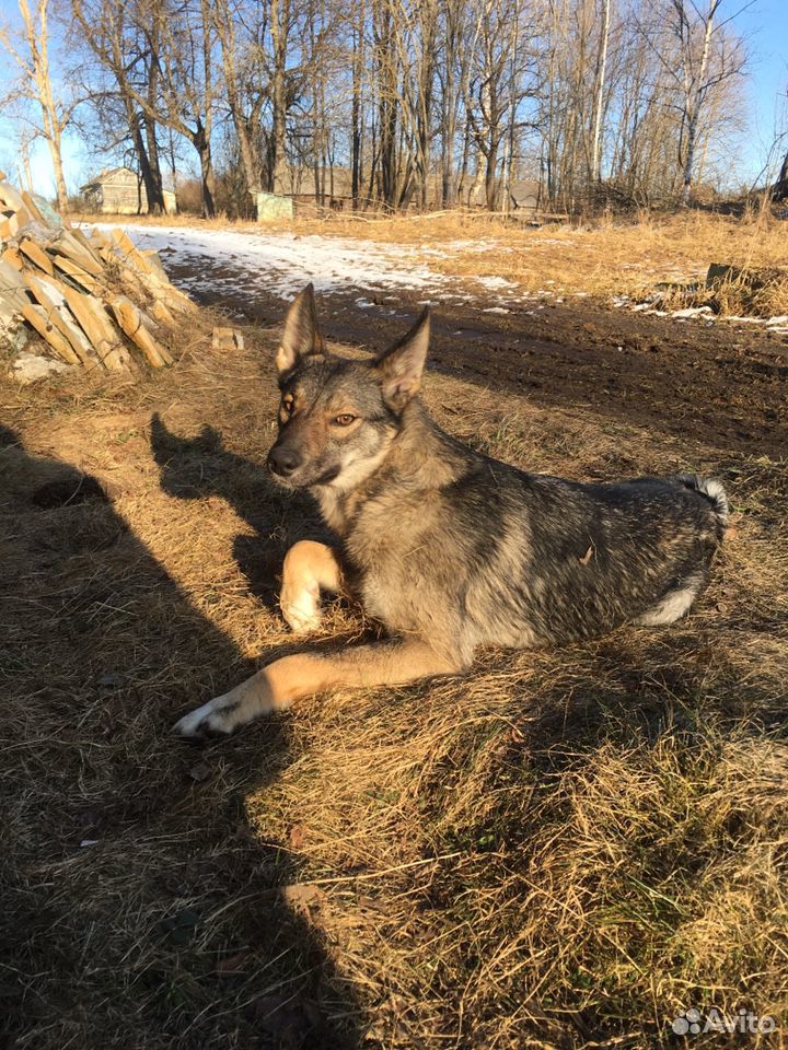 Собака Сони ищет хозяина