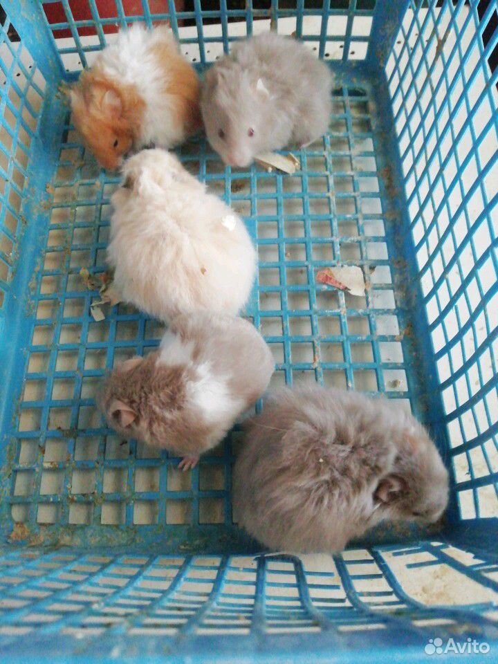 Сирийские, Сатинонвые и др виды хомяков ("от Лари)