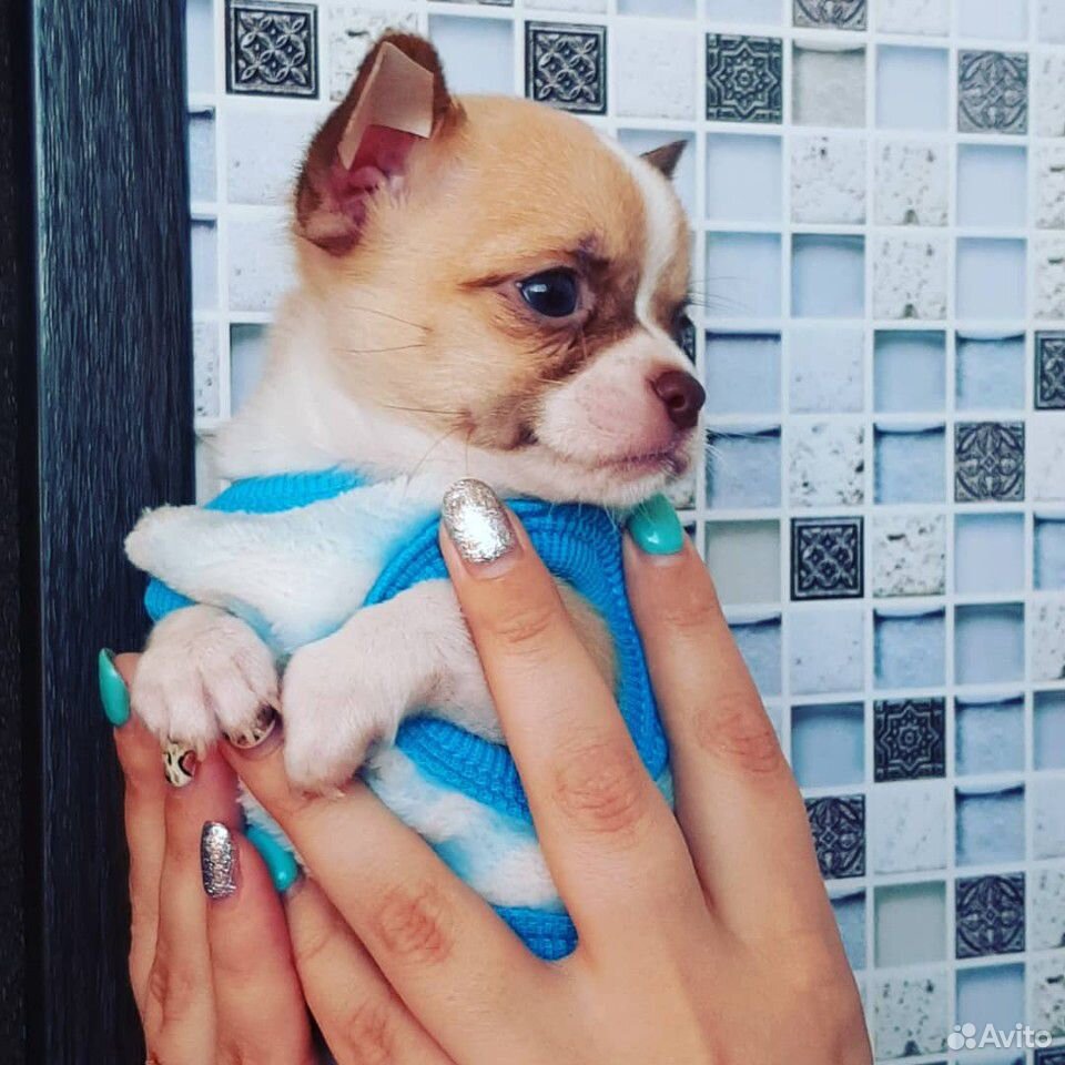 Щенок чихуахуа (мини)