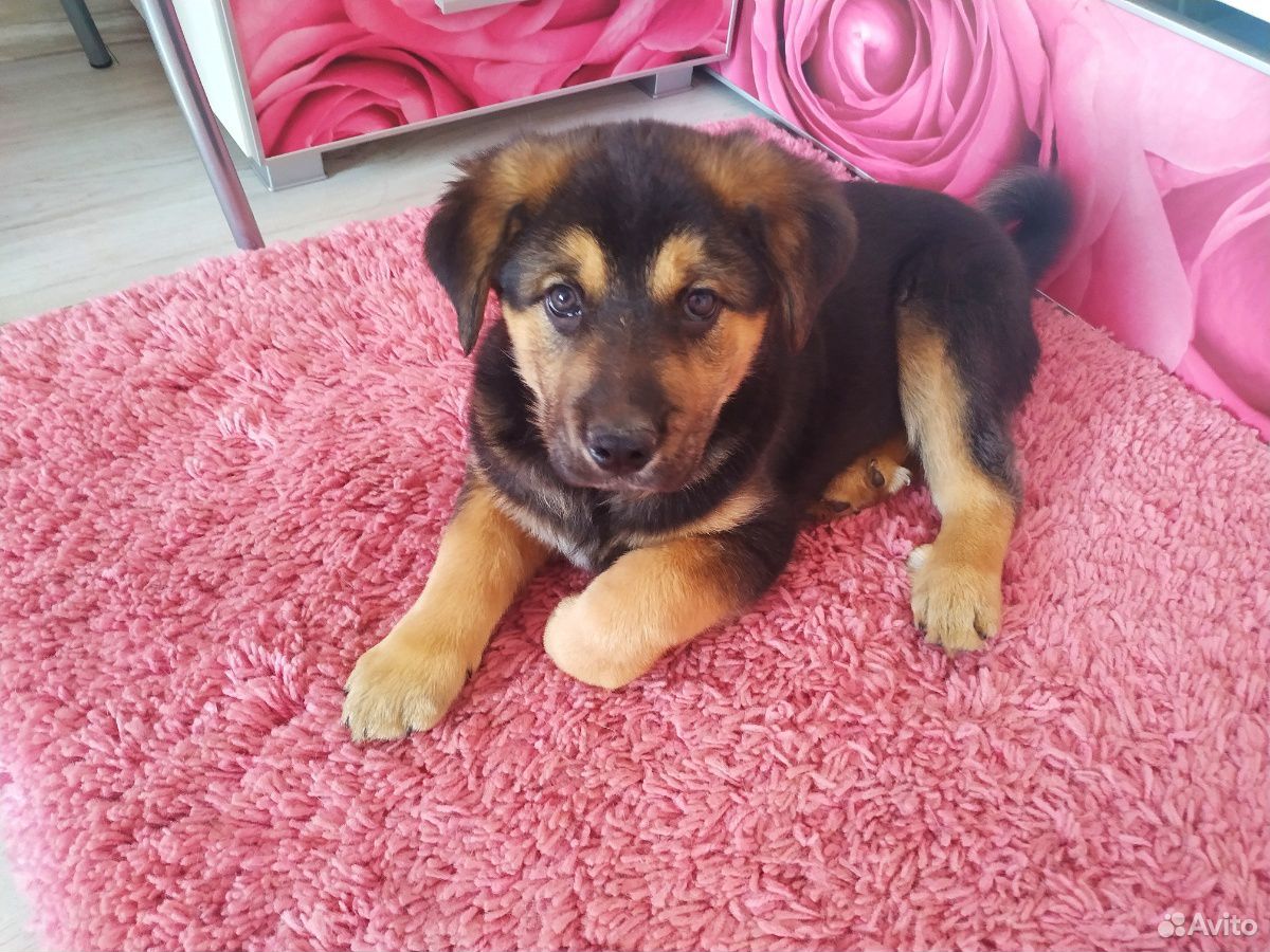 Щенок ищет дом