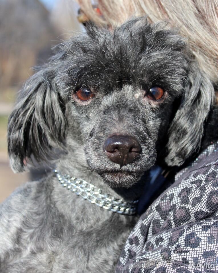 Милый Тимоша ищет добрые ручки