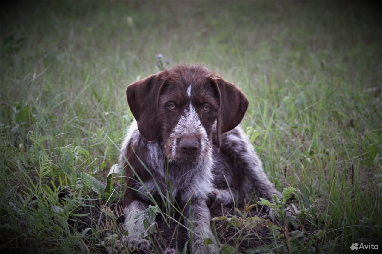 Охотничьи собаки. (дратхар) 2 года