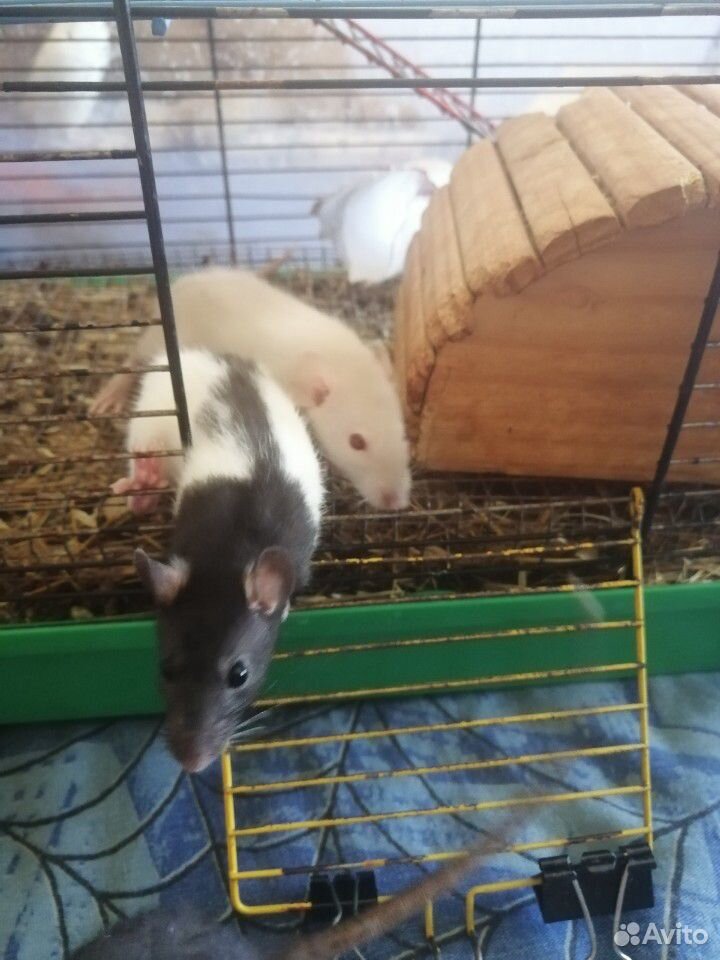 Декоративные крысята Дамбо