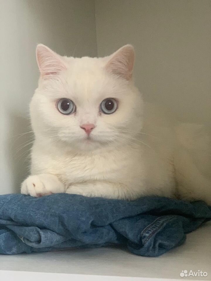 Вязка с шотландской кошкой