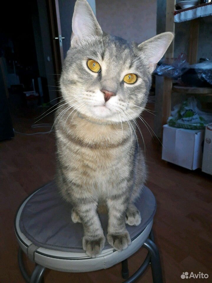 Котик ищет невесту