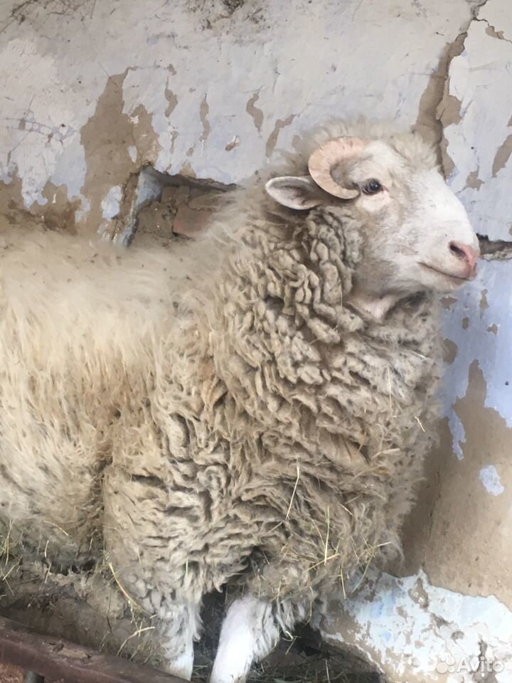 Продам барана