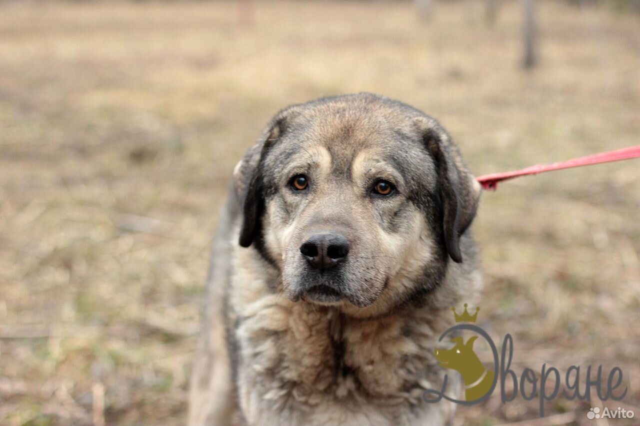 Метис Алабая Зевс