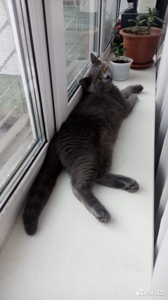Кот для вязки