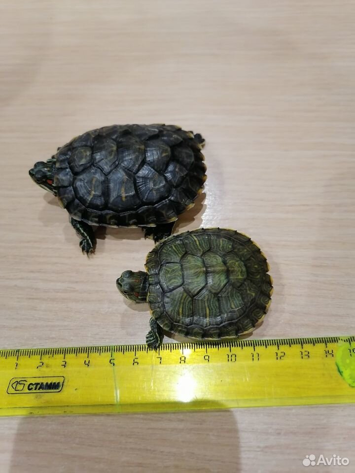 Красноухие черепахи