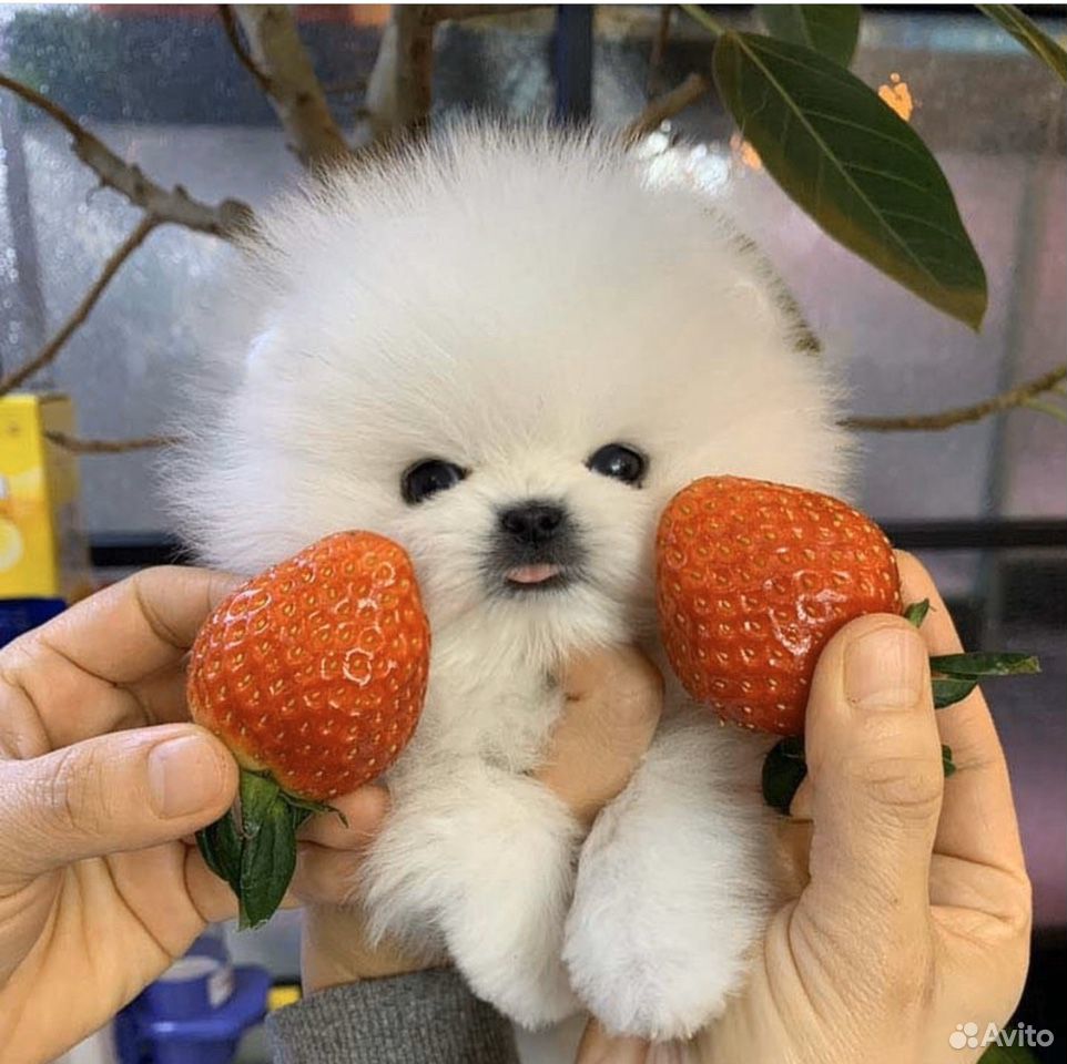 Подарки мини шпицы мишки Бу