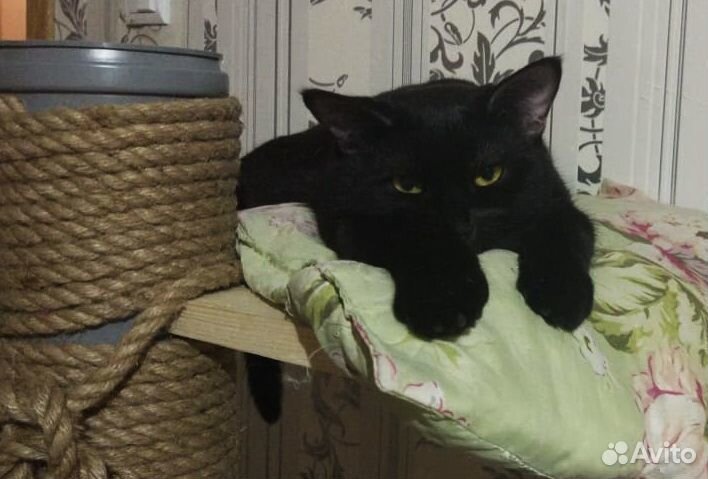 Котику ищем невесту для вязки